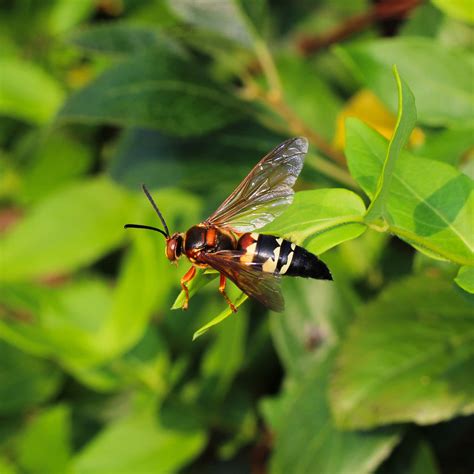Download Cicada Killer Wasp On Leaf Wallpaper