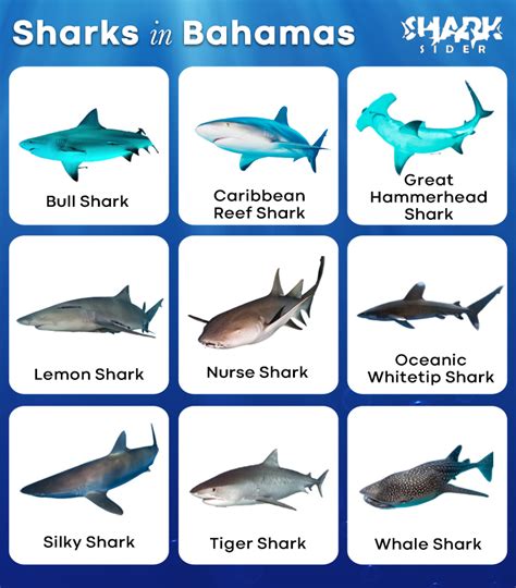 List Of Sharks In Bahamas With Pictures