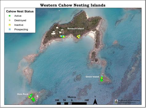 A Record Year For Bermudas National Bird 2022 Cahow Recovery Program