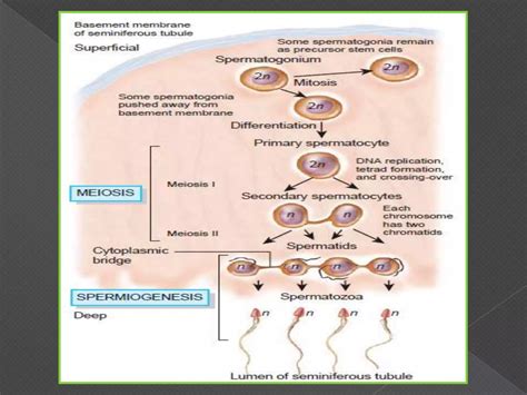 Spermatogenesis And Oogenesis Ppt