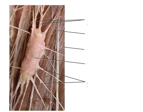 Inguinal Lymph Node Diagram Quizlet