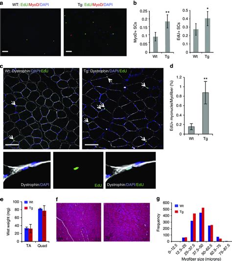 Overexpression Of Adamts1 Promotes Satellite Cell Activation In Vivo A