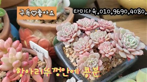 항아리뚜껑콩분타미다육수제화분옥상다육 Youtube