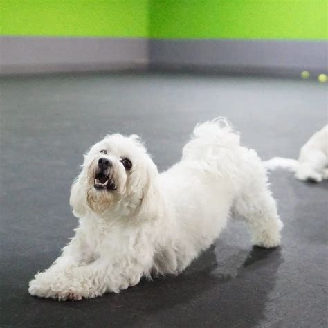 Dog Stretching Explained The Amazing Health Benefits