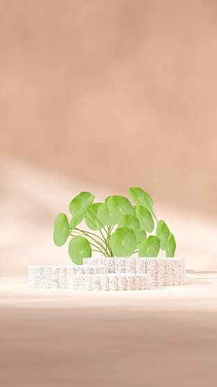 3d 렌더링 이미지 빈 공간 흰색 테라 조 질감 연단 초상화 페페로미아와 베이지 색 벽 0명에 대한 스톡 사진 및 기타 이미지 0명 3차원 형태 강단 Istock