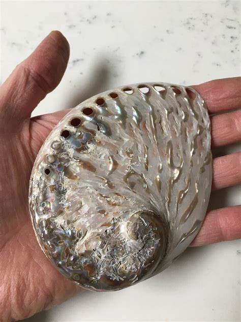 Abalone Shell Natural Polished Sea Shell Display Smudging Etsy