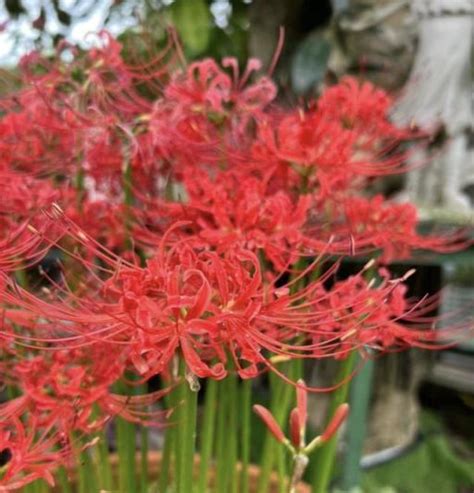 「打死」也不養的3種花草，家裡有？快挪走！否則家人易生病！ Imomo植物識別