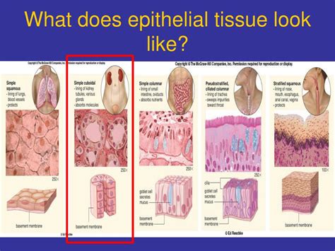 Ppt Tissue Introduction Epithelial Tissue Physiology Dokumen Tips The