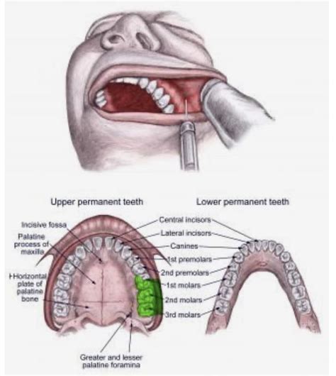 Pin Di Dentist Su Dentist Odontoiatria Scuola Di Medicina Come