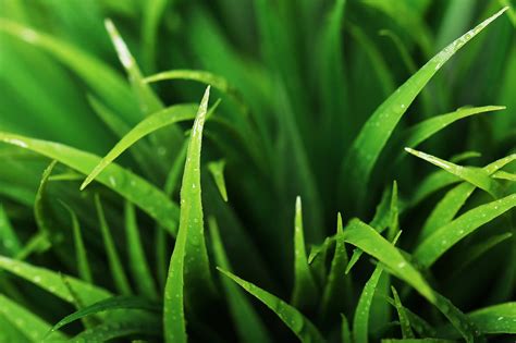 What Is The Best Grass For Sydney March With Us