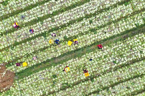 初春时节收获忙 四川日报电子版