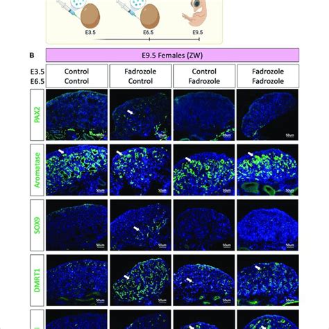 Pax2 Undifferentiated Supporting Cells Are Lost Upon Booster Injection