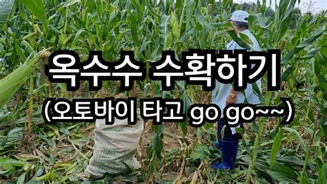 옥수수 수확하기 옥수수도 따고 고구마 줄기도 따고 Youtube