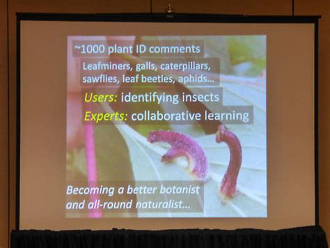 Esa Bugguide Symposium Bugguide Net