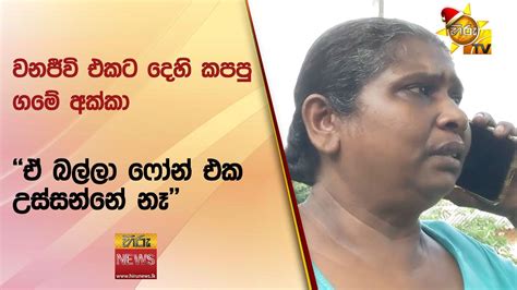 වනජීවි එකට දෙහි කපපු ගමේ අක්කා ඒ බල්ලා ෆෝන් එක උස්සන්නේ නෑ Hiru