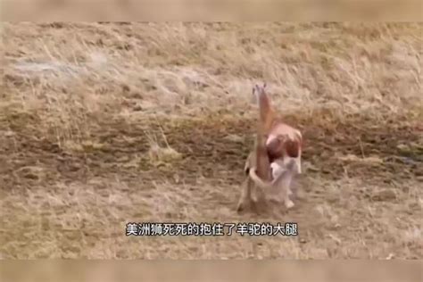 这是我见过最笨的美洲狮，羊驼神走位，成功摆脱美洲狮美洲狮成功