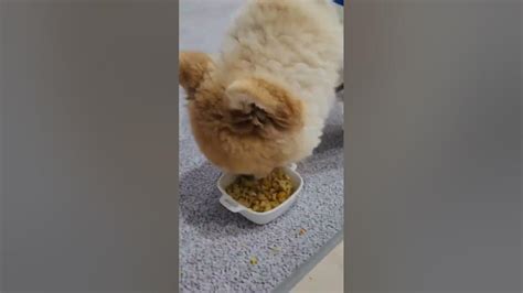 반려견 화식사료 퍼피 이갈이간식 강아지 펫푸드봉구냠냠 Youtube