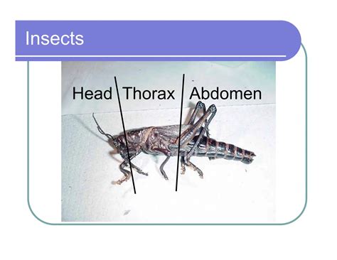 Introductiontoarthropods Lecture Presentation Ppt