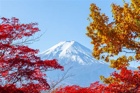 富士山箱根河口湖赏花大涌谷 罗森便利店 新仓山浅间公园 河口湖大石公园一日游 东京出发