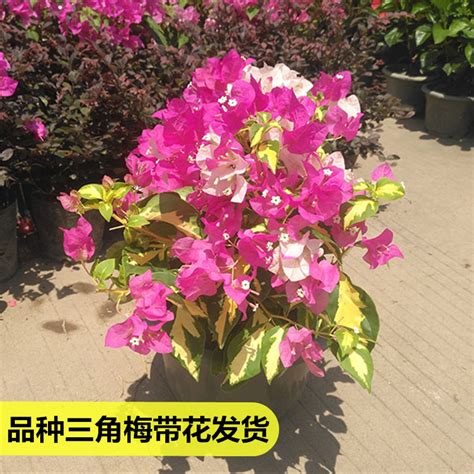 三角梅图片名称 三角梅素材 三角梅叶子 大山谷图库