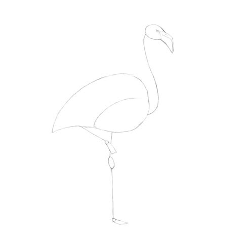 How To Draw A Flamingo Envato Tuts
