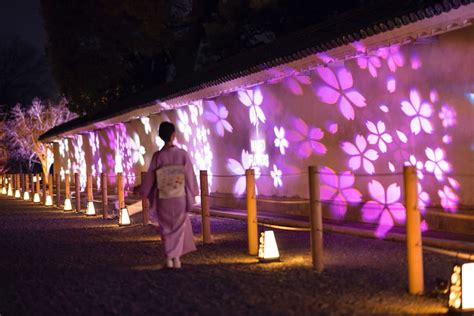 京都二條城NAKED FLOWERS 2023夜櫻光雕秀3月17日起夢幻登場 完美行旅遊情報WAmazing Discover