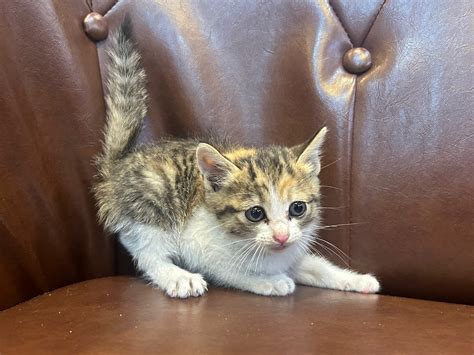 코리안숏헤어 계천이 샴입양 셀커크렉스입양 스코티쉬폴드입양 스핑크스입양 아메리칸숏헤어입양 아비시니안입양 터키시앙고라입양 페르시안입양 애완견입양 반려견입양 털빠짐없는소형견종류