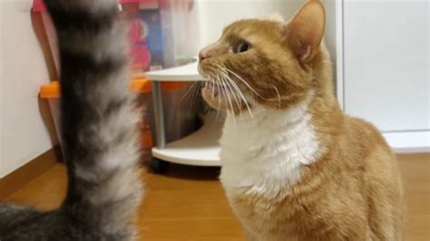 妹猫の『お尻のニオイを嗅いだ猫』の反応まさかの顔が面白すぎると40万6000再生「嗅ぎすぎw」「ええ顔するねぇ」 ねこちゃんホンポ