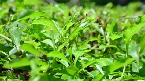 Background Of Tropical Tree Leaves Swaying In The Breeze With Patterns Forming From Their Shape