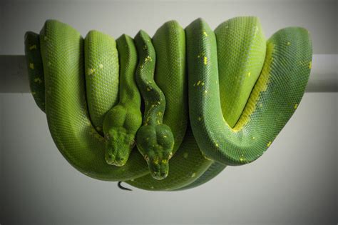 Green Tree Pythons Flickr