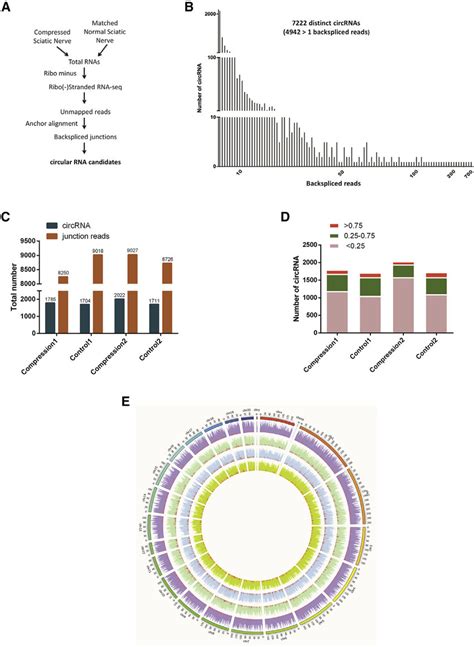Identification Of Circular Rnas By Rna Seq Analyses In A Rat Sciatic