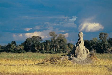Savanna Grasses Trees Shrubs Britannica