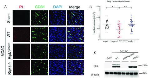 Mcao In Ripk3 Knockout Mice Ripk3 A Apoptosis In Various Mice
