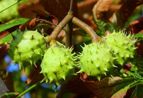 Каштан конский обыкновенный (Aesculus hippocastanum) — путеводитель по ...