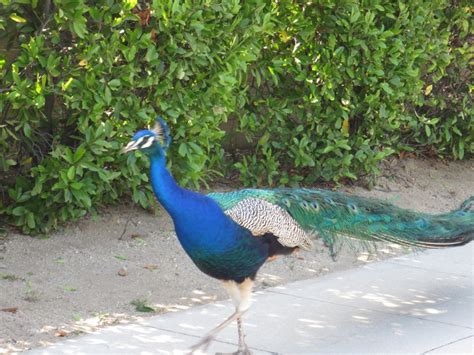 Speechless Sundays Peacocks Struttin Their Stuff In Arcadia Ca