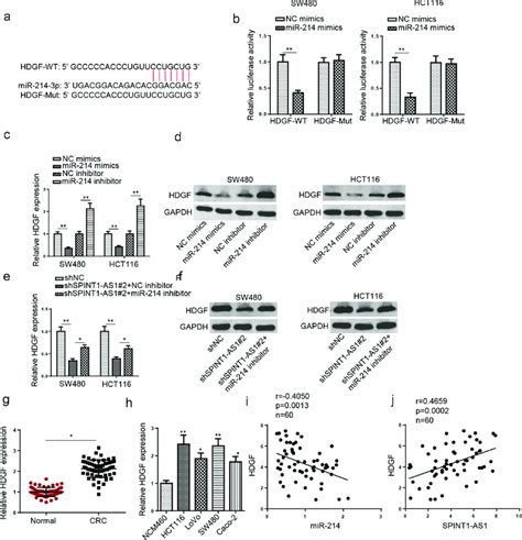 SPINT1 AS1 Regulated HDGF Expression Through Targeting MiR 214 A