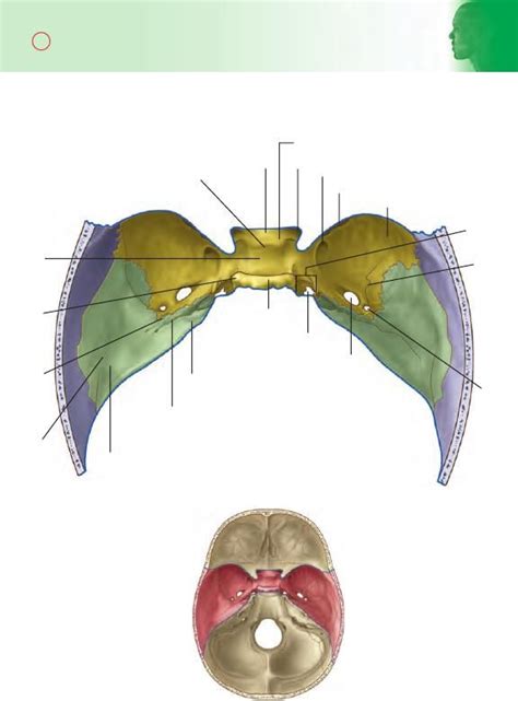 Cabeza Y Cuello Flashcards Netter Artofit