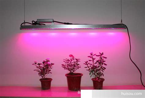 制作简易植物补光灯 简易竹子手工制作大全 制作 大山谷图库