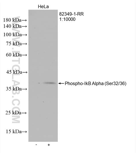 Phospho IkB Alpha Ser32 36 antibody 82349 1 RR Proteintech 武汉三鹰