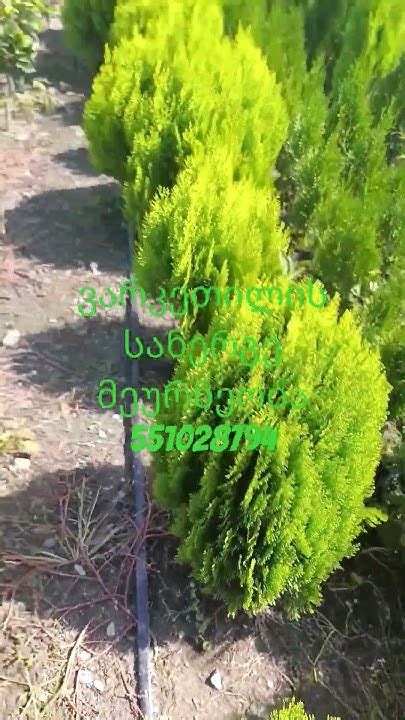გვაქვს დეკორატიული და ღობის ტუია 60 90 სმ მწვანე და ოქროსფერი მწვანე 17 ლარი ოქროსფერი 25 ლარი