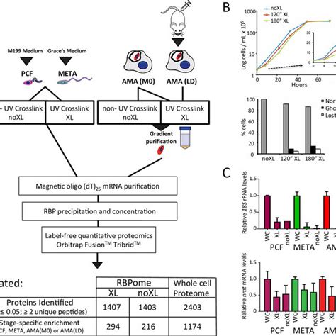 Overview Of The MRNA Interactome Capture Workflow A Leishmania Cells Download Scientific