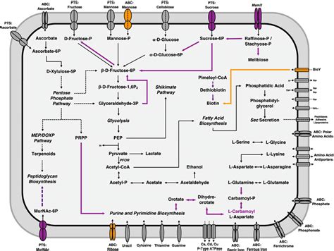 Comparative Metabolic Pathways Between SFB Turkey And Murine SFB Download Scientific Diagram