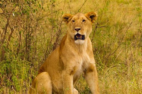 Safari de 4 días a la reserva nacional de Masai Mara y el lago Nakuru