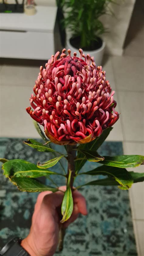 🔥 Ant Seen Under The Microscope Rnatureisfuckinglit