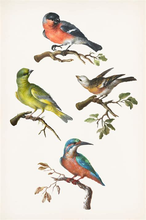 Greenfinch Images Free Photos Png Stickers Wallpapers And Backgrounds