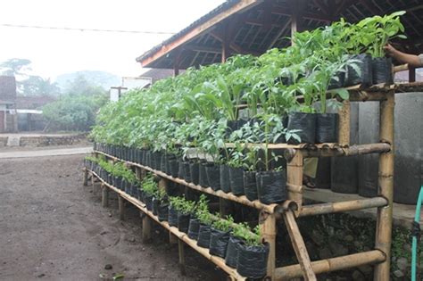 Tips Menanam Bunga Sayuran Di Pot Polybag Trick Terbaru