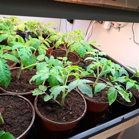 Converted My Hydroponics Flowtable And Dwc Tote Into My Exterior Garden