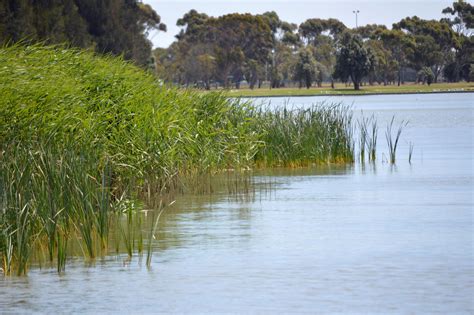 Lake With Reeds Free Stock Photo Public Domain Pictures