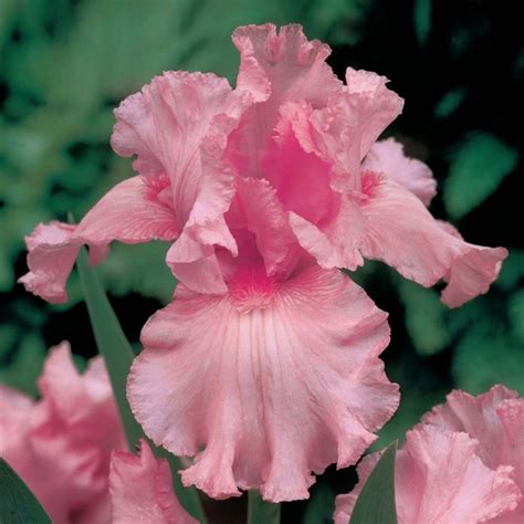 Iris Pink Bubbles Artofit
