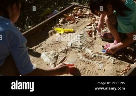 Excavating Dinosaur Fossils Stock Videos And Footage Hd And 4k Video